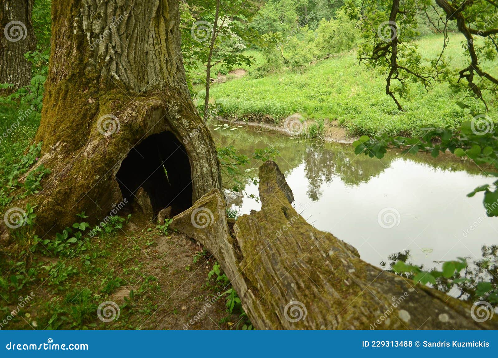 Oak with a Large Cavity at the Roots Stock Photo - Image of grass ...