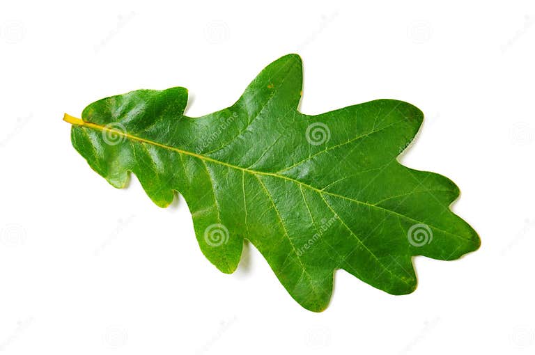 Oak leaf stock photo. Image of tree, isolated, green - 14041028