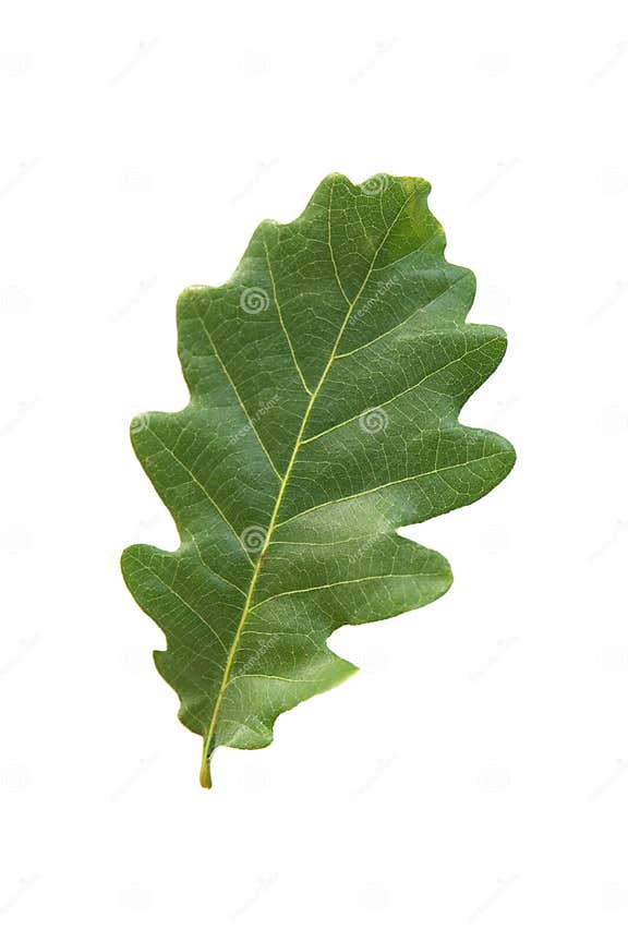 Oak leaf stock image. Image of botany, leaf, season, nature - 15088037