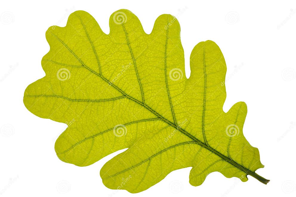 Oak leaf stock photo. Image of botanical, green, floral - 19616662