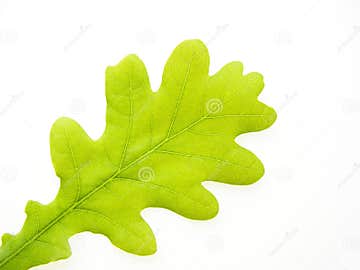 Oak leaf stock photo. Image of detail, garden, object - 2445874