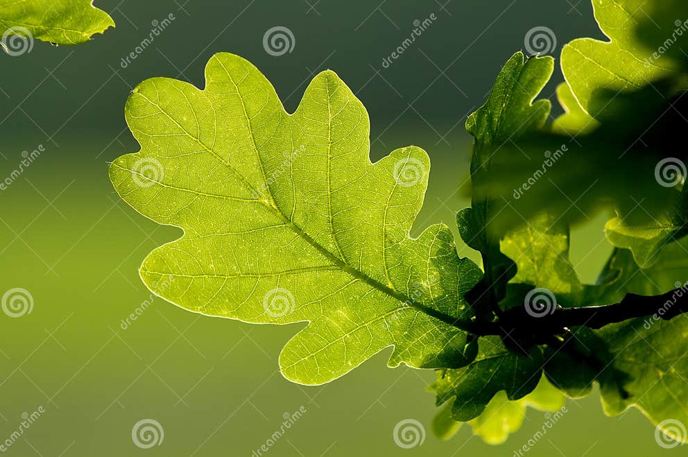 Oak Leaf` stock photo. Image of environment, ecological - 5179358