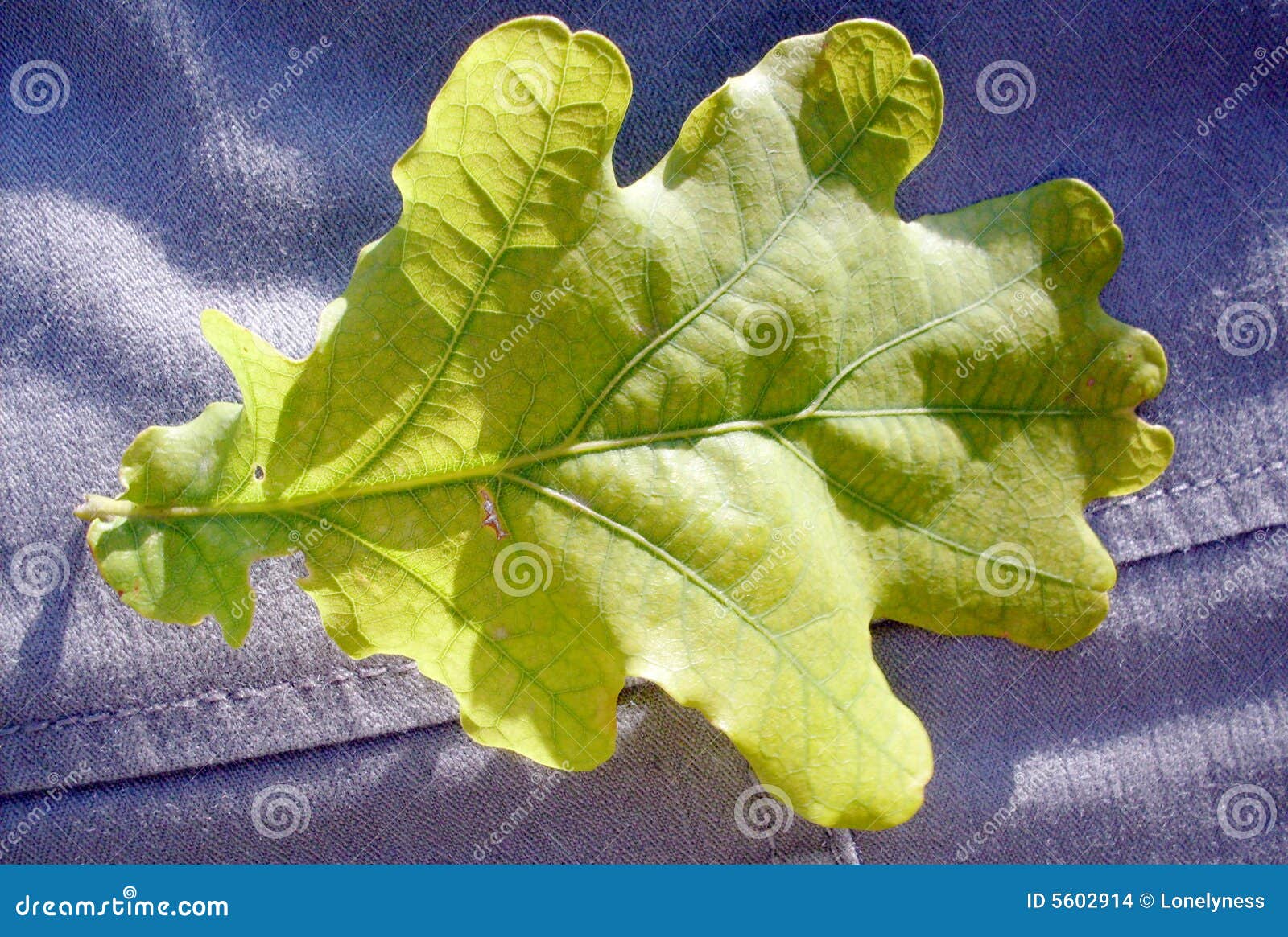 Oak leaf stock photo. Image of blue, nature, leaf, violet - 5602914