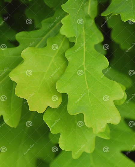 Oak leaf stock image. Image of closeup, summer, wood, tree - 5620379