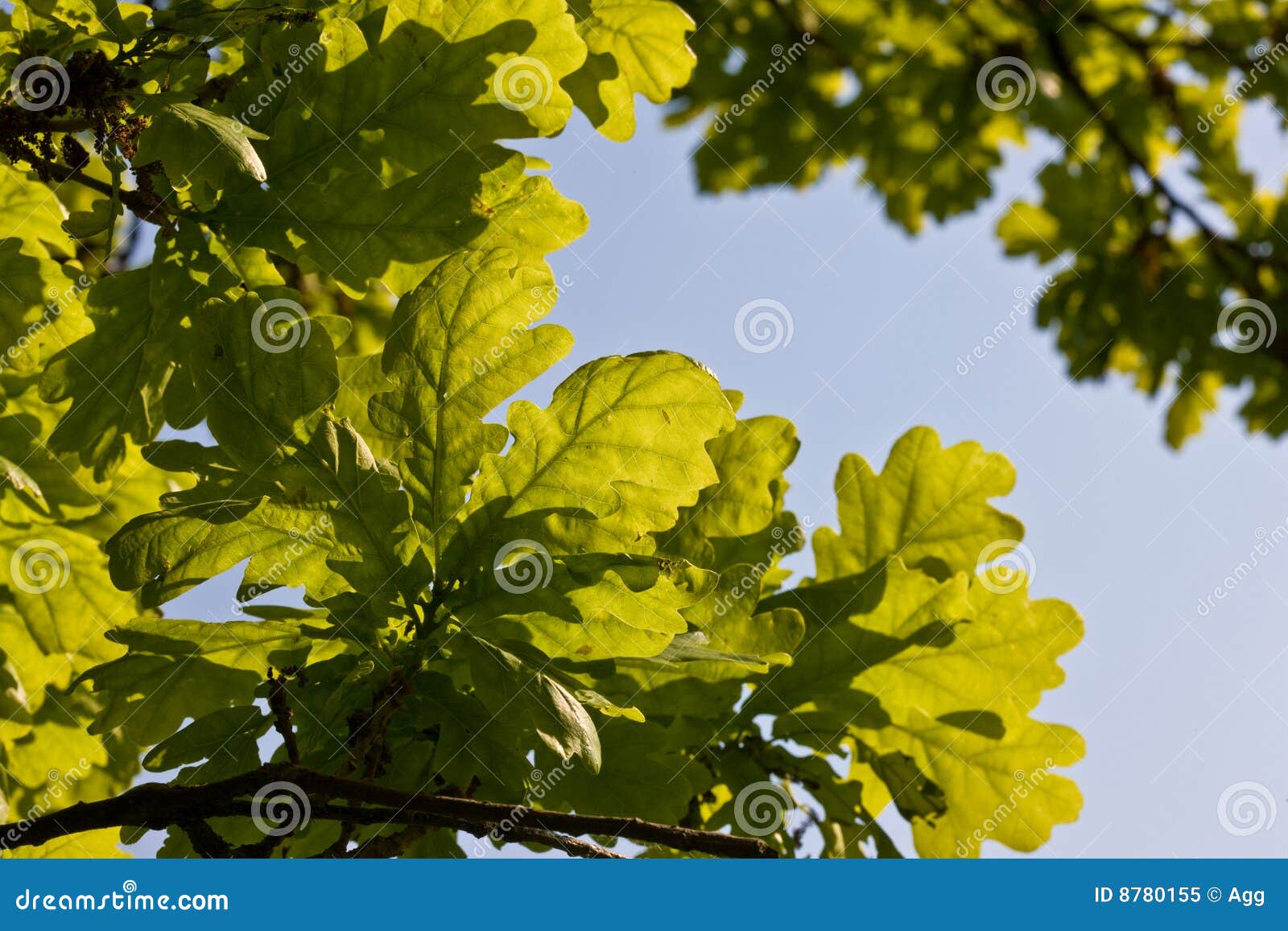 Oak leaf stock image. Image of nature, park, spring, transparent - 8780155