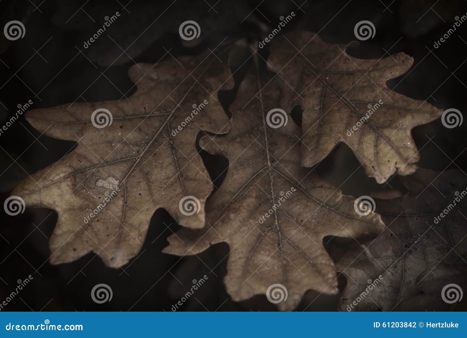 Oak Leaf Abstract stock photo. Image of abstract, alba - 61203842