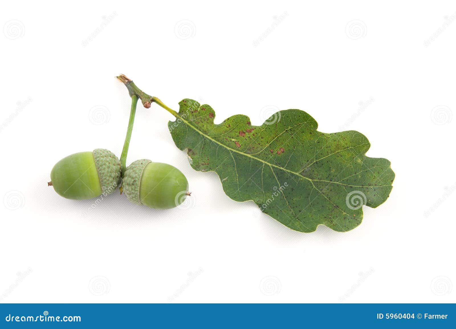 Oak leaf with acorn stock photo. Image of green, tree - 5960404