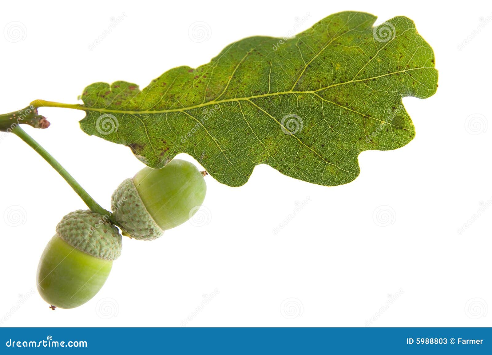 Oak leaf and acorn stock image. Image of tree, closeup - 5988803