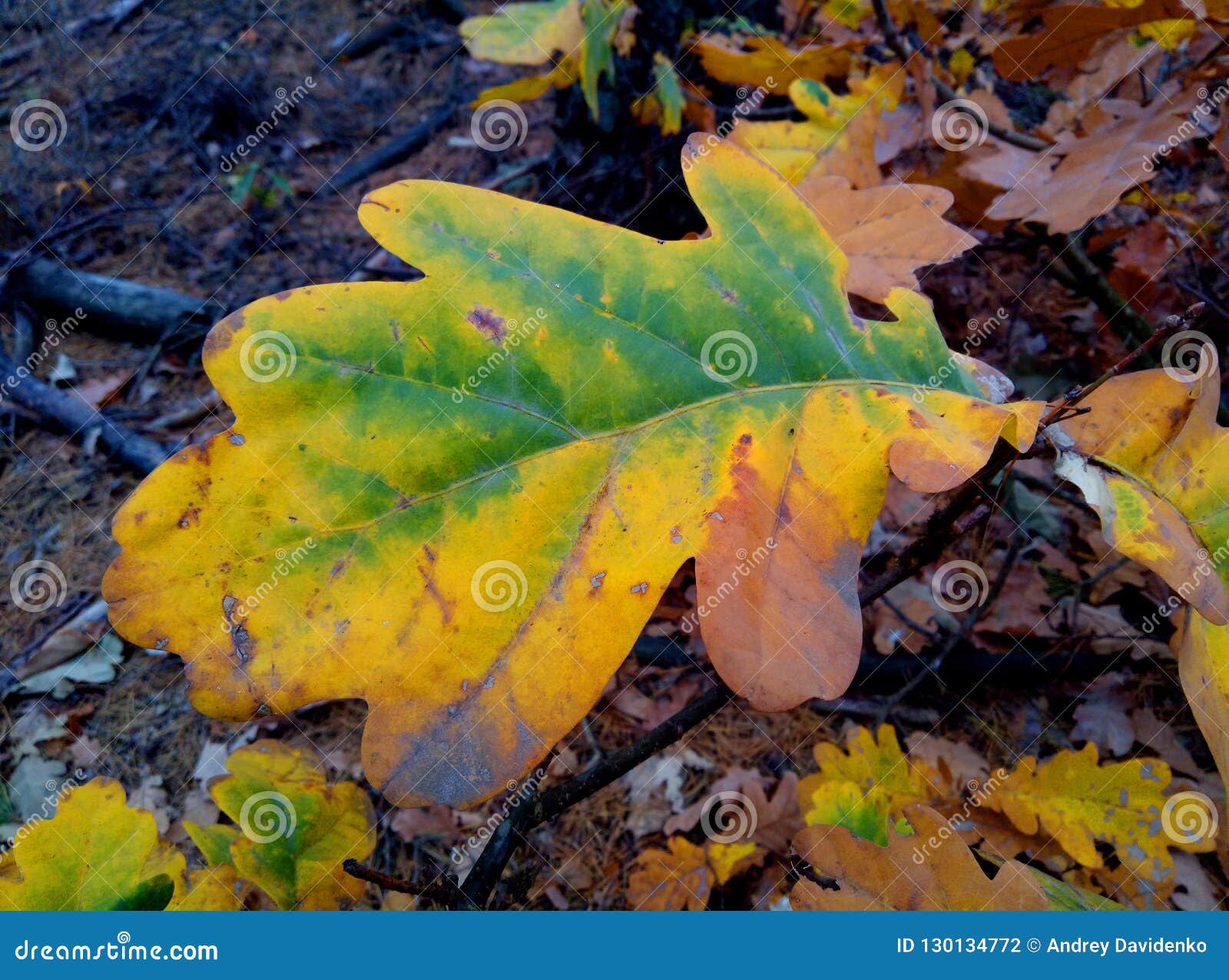 Oak Leaf in Autumn. Beauty in Nature Stock Photo - Image of park, brown ...