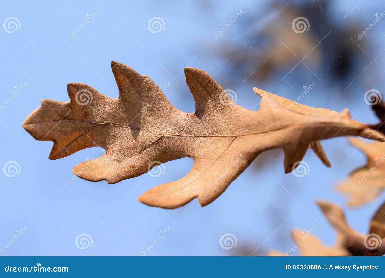 Oak leaf stock photo. Image of leaf, shadows, blue, autumn - 89328806