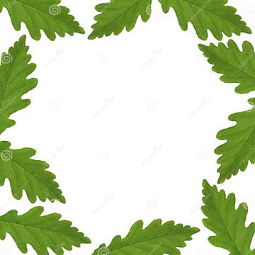 Oak Leaf Border stock image. Image of white, isolated - 16387109