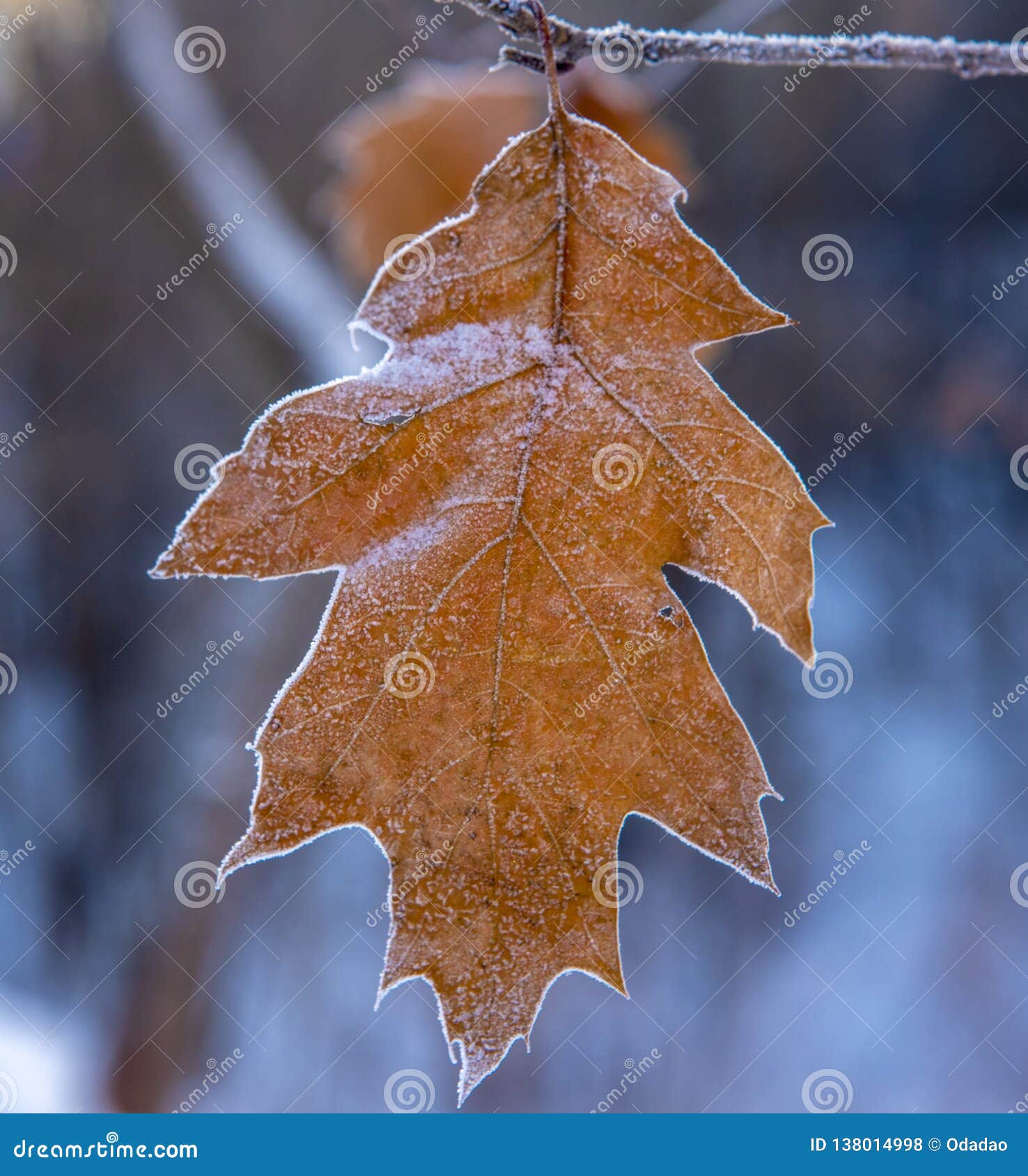Oak Leaf on a Branch in Winter Stock Photo - Image of fall, autumn ...