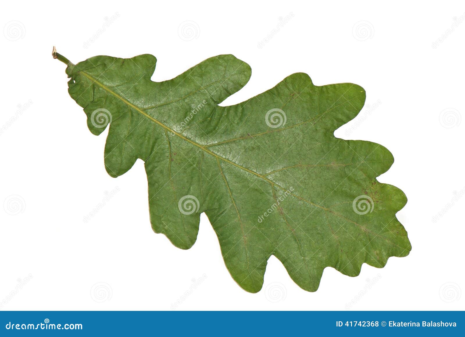 Oak leaf stock photo. Image of twig, plants, natural - 41742368