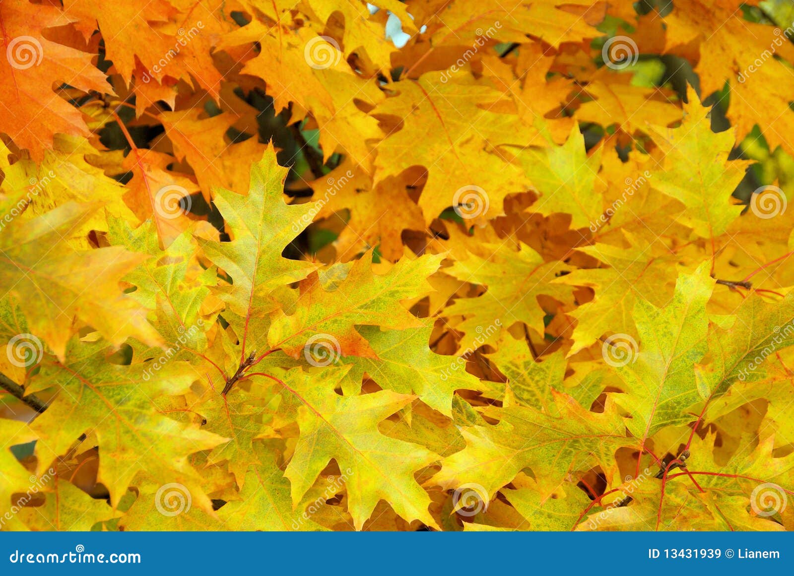 Oak leaf cluster stock image. Image of golden, oakleaves - 13431939