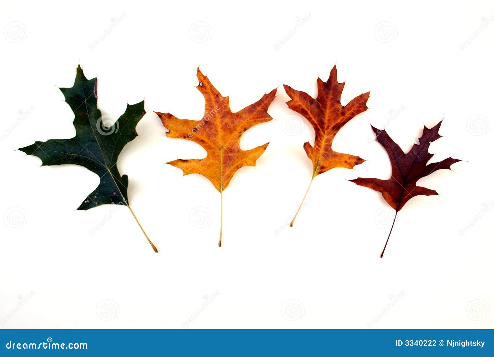 Oak leaf color changes stock photo. Image of forest, white - 3340222