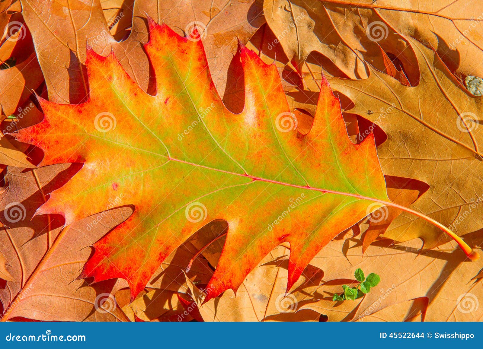 Oak leaf stock photo. Image of color, green, branch, autumn - 45522644