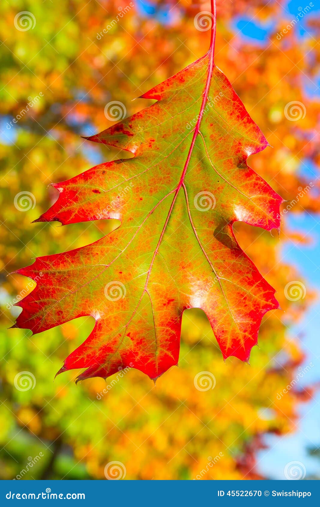 Oak leaf stock photo. Image of maple, beauty, outdoor - 45522670