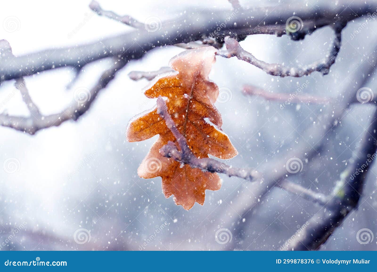 An Oak Leaf Covered with Ice and Frost on a Tree during Snowfall Stock ...