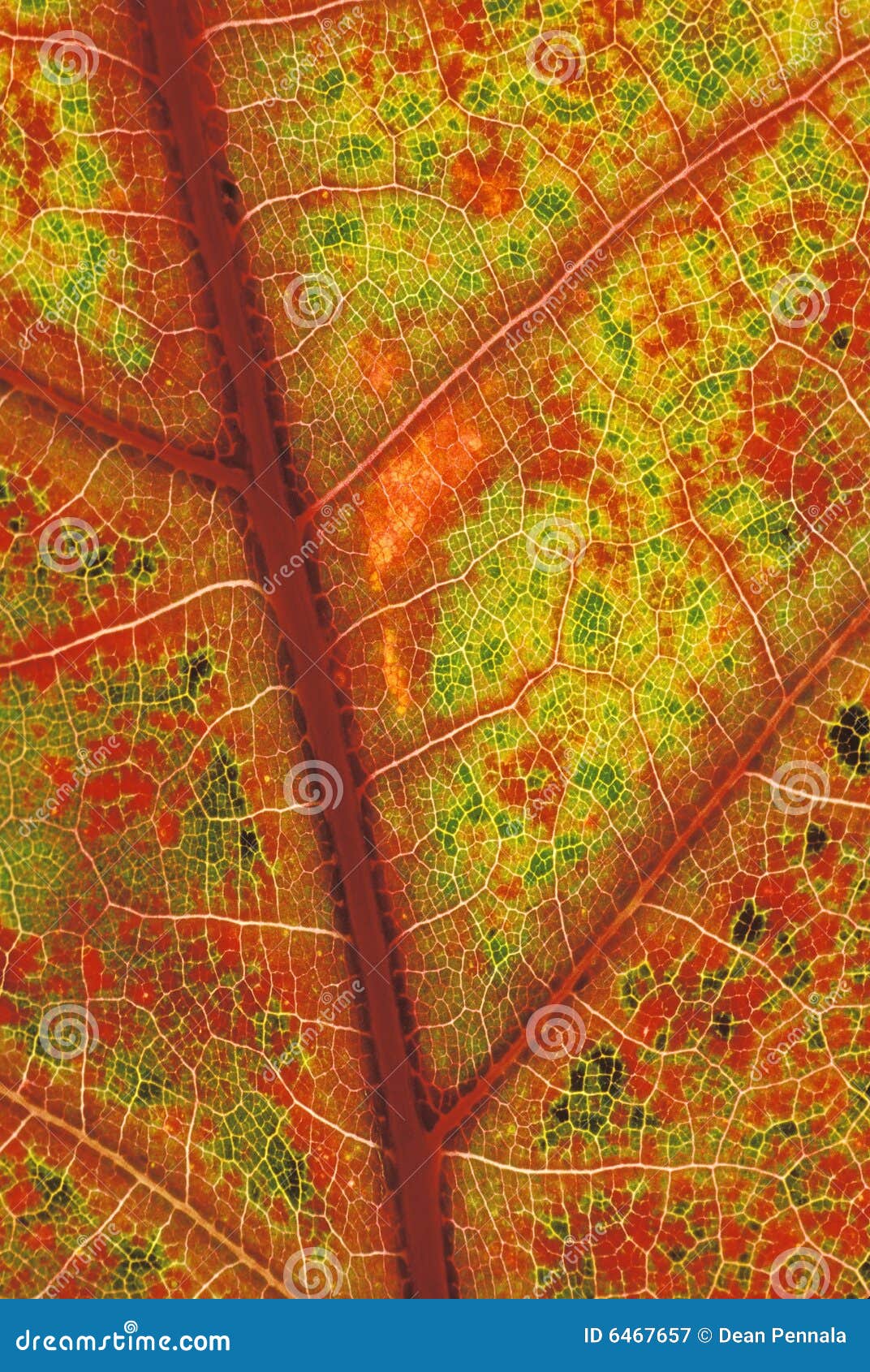 Oak Leaf Detail stock image. Image of macro, fall, pattern - 6467657