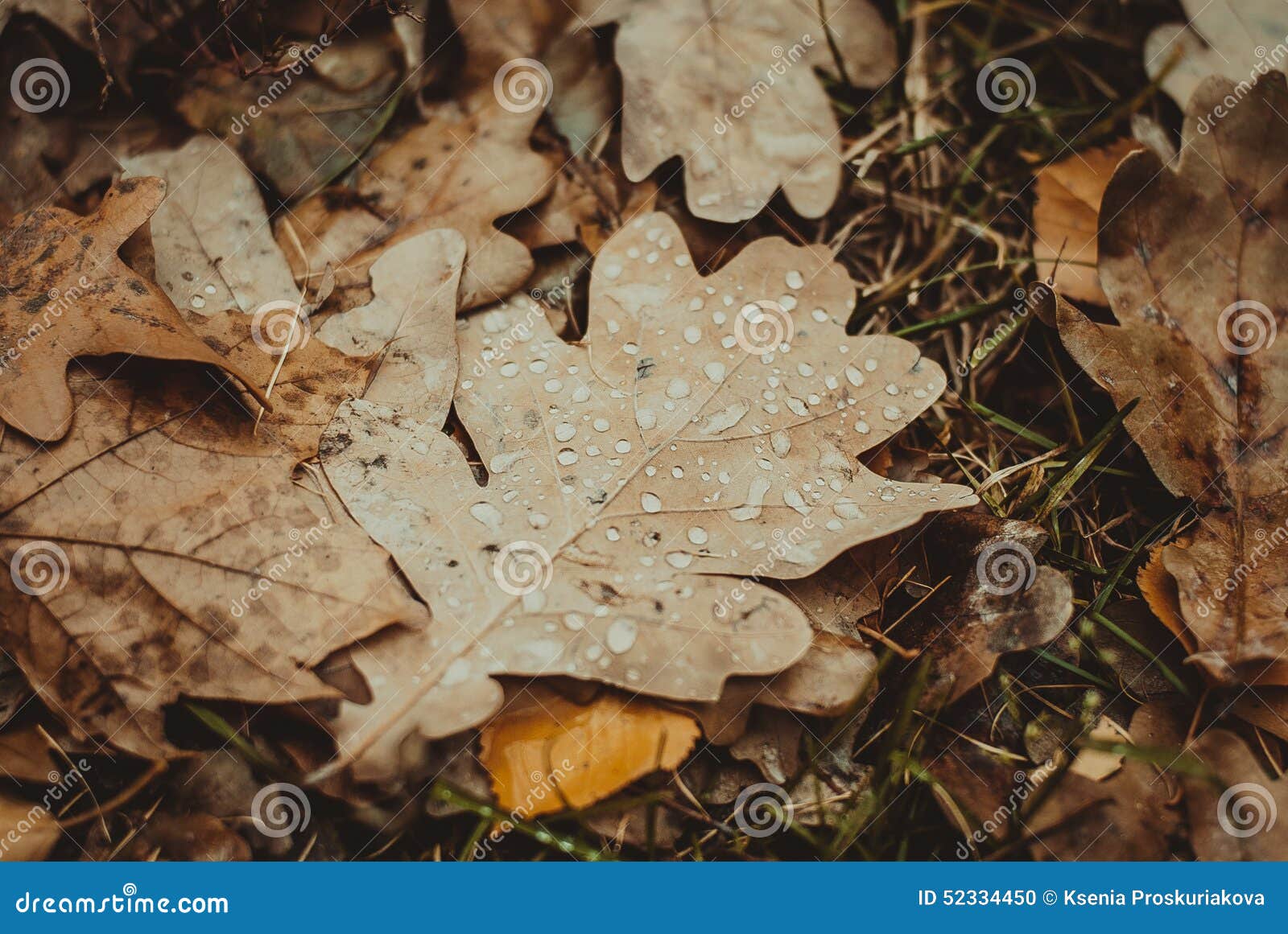Oak leaf stock photo. Image of ground, defoliation, foliage - 52334450
