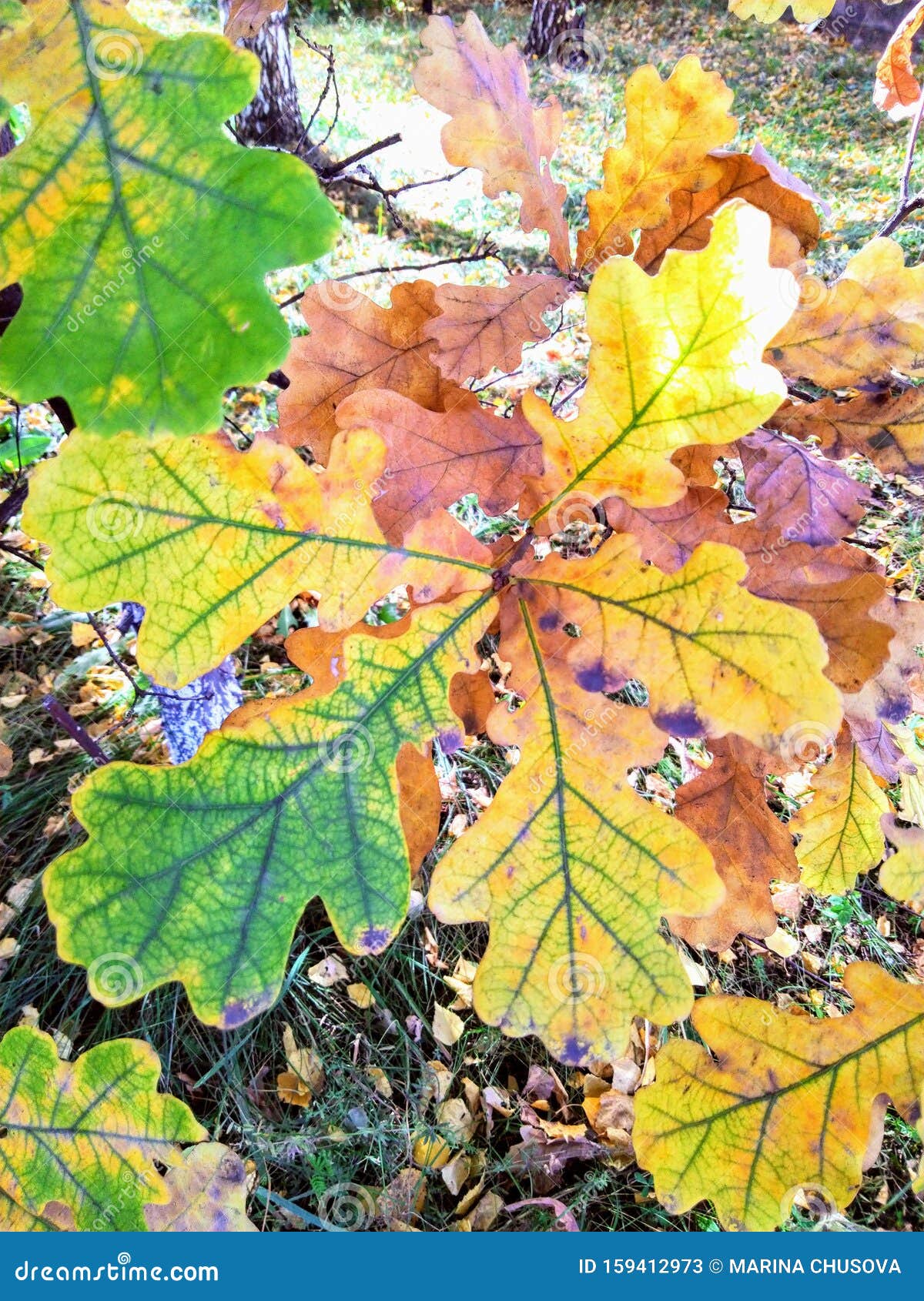 Oak Leaf Fall Autumn Nature Stock Image - Image of nature, autumn ...