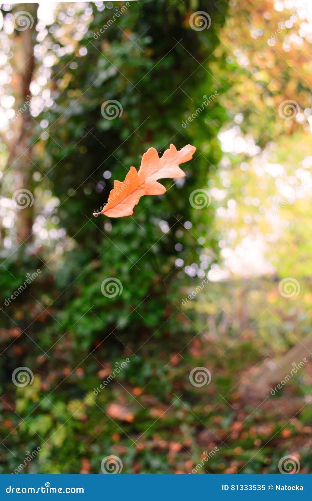 Oak leaf falling in autumn stock image. Image of outdoors - 81333535
