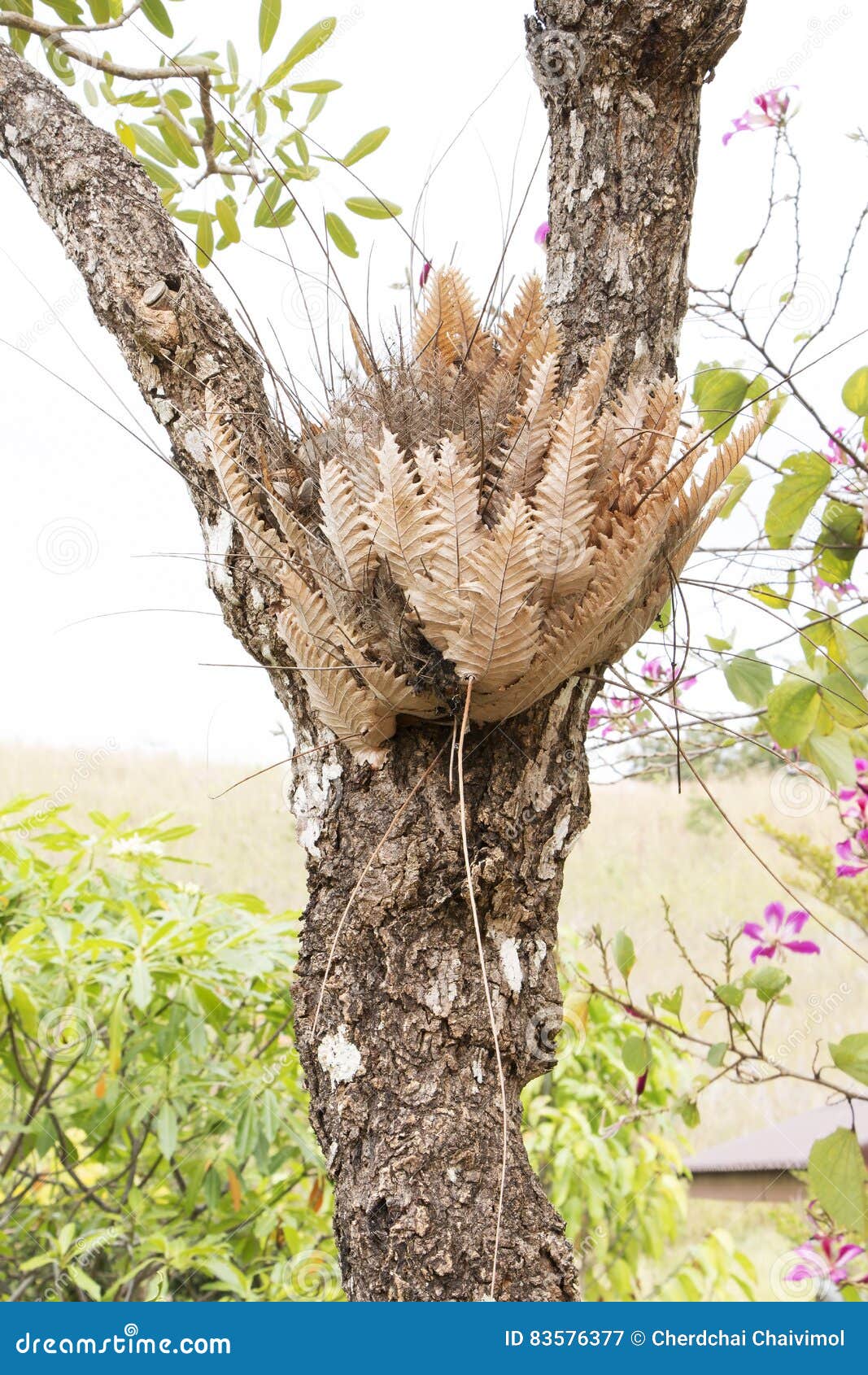 Red Brown Drynaria Quercifolia Or Common Name Oakleaf Fern Grow On The ...
