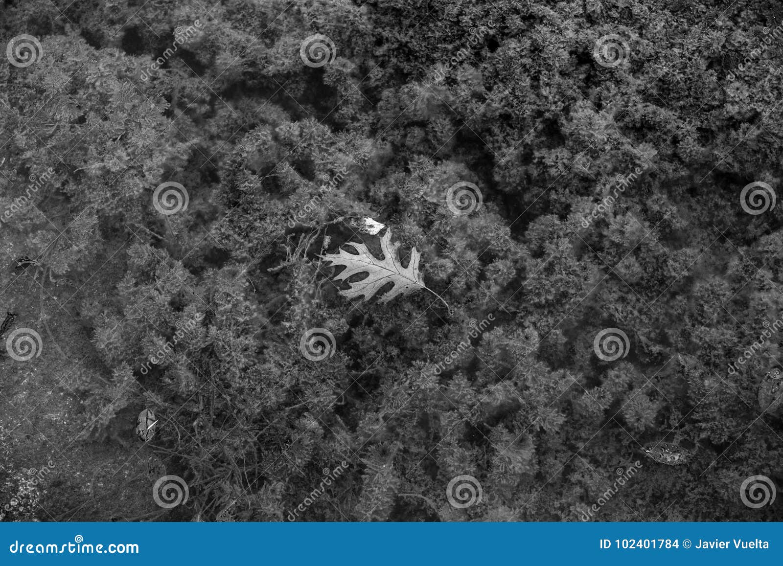 Floating oak leaf stock photo. Image of float, magic - 102401784