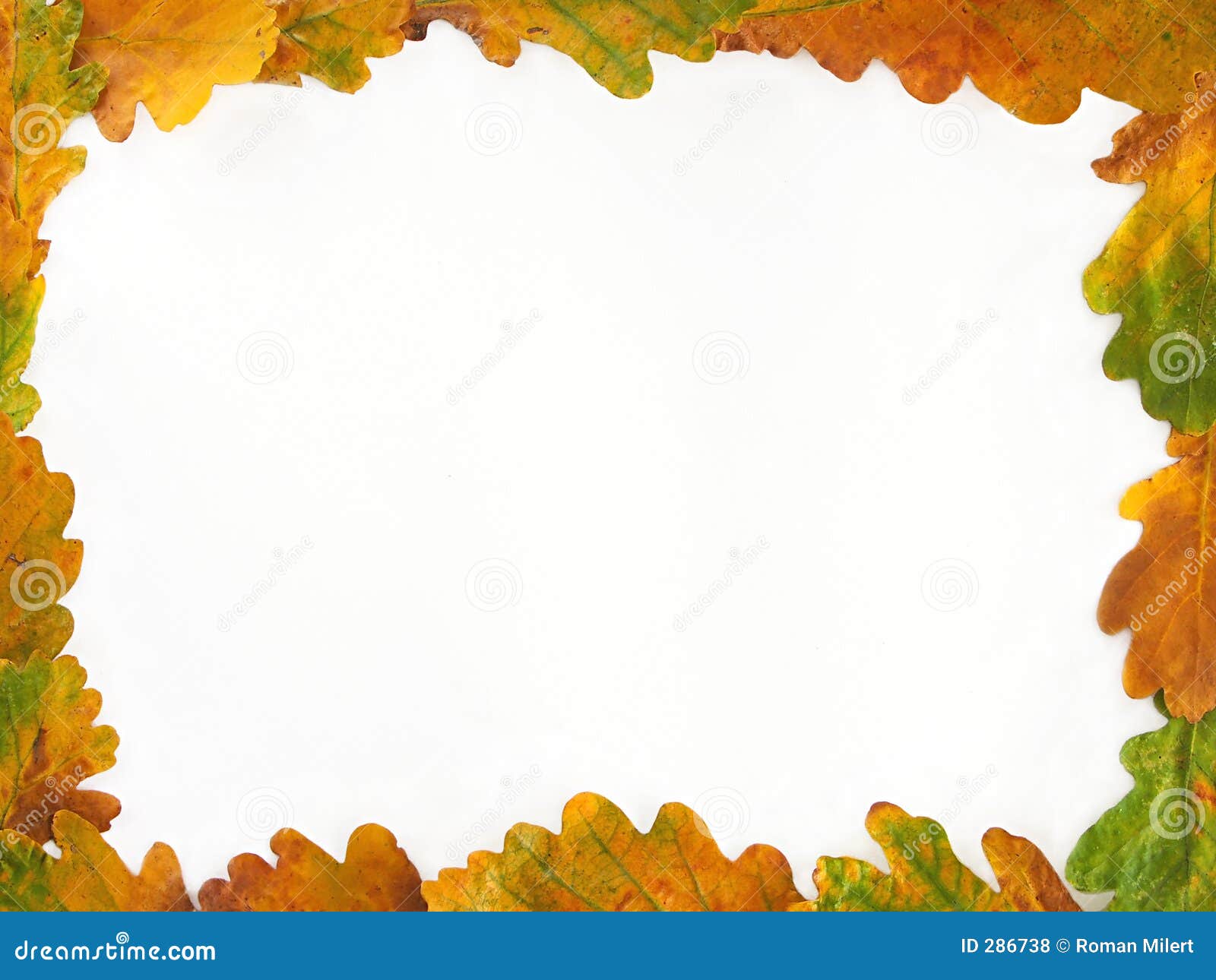 Oak leaf framework stock photo. Image of fallen, white - 286738