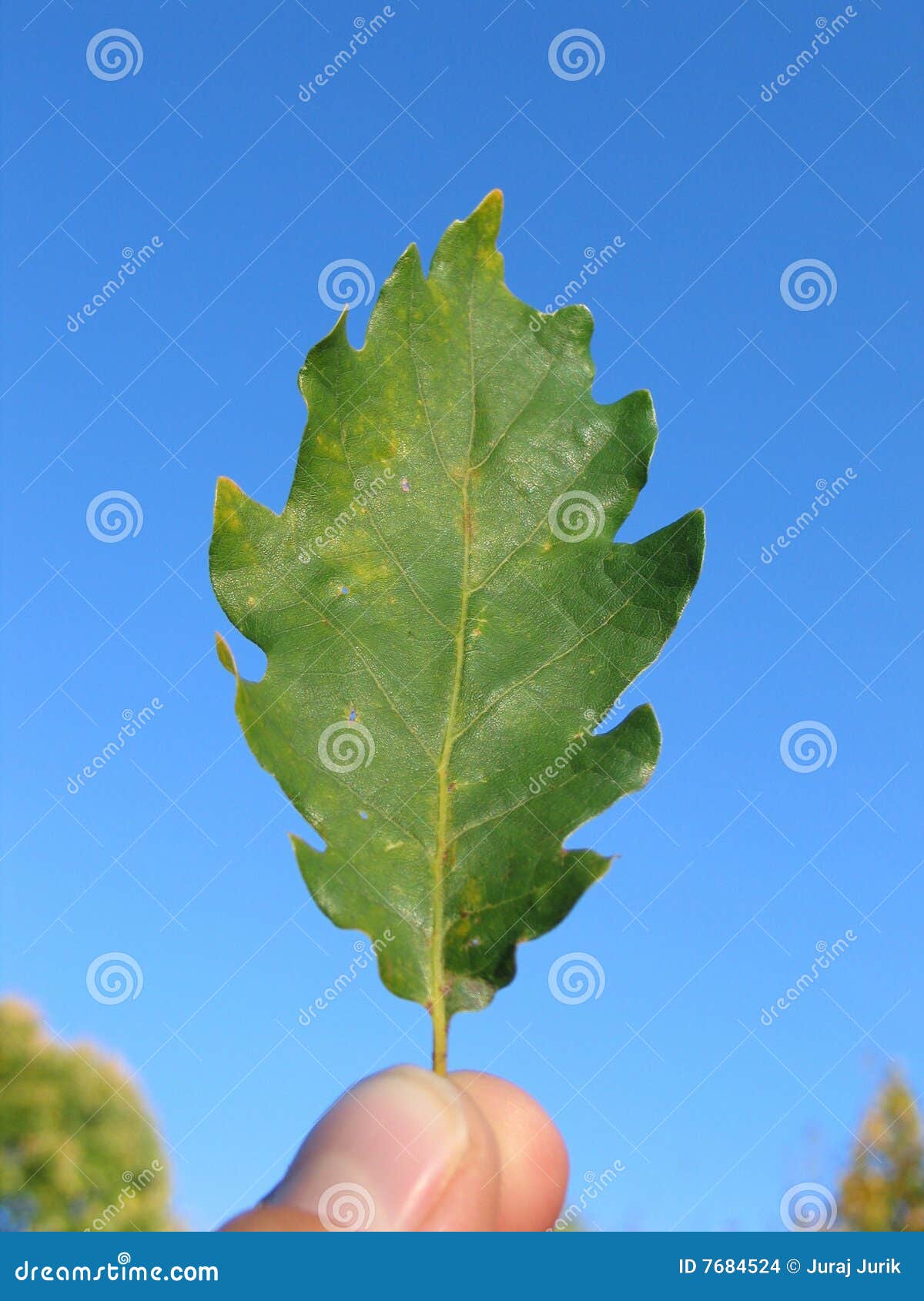 Oak leaf in hand stock photo. Image of nature, fingers - 7684524