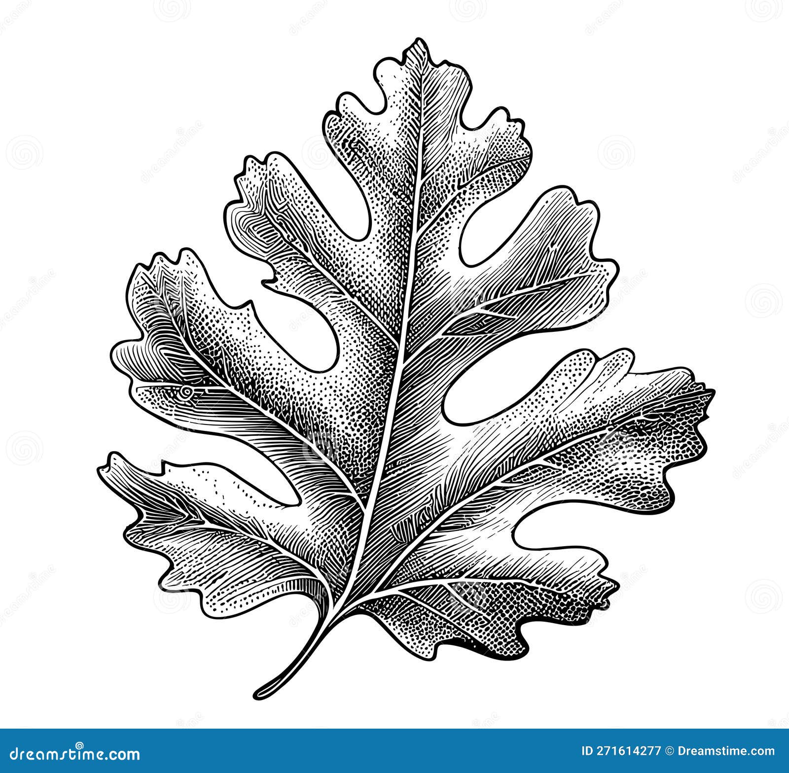 Oak Leaf Hand Drawn Sketch Vector Illustration in Doodle Style Plants ...