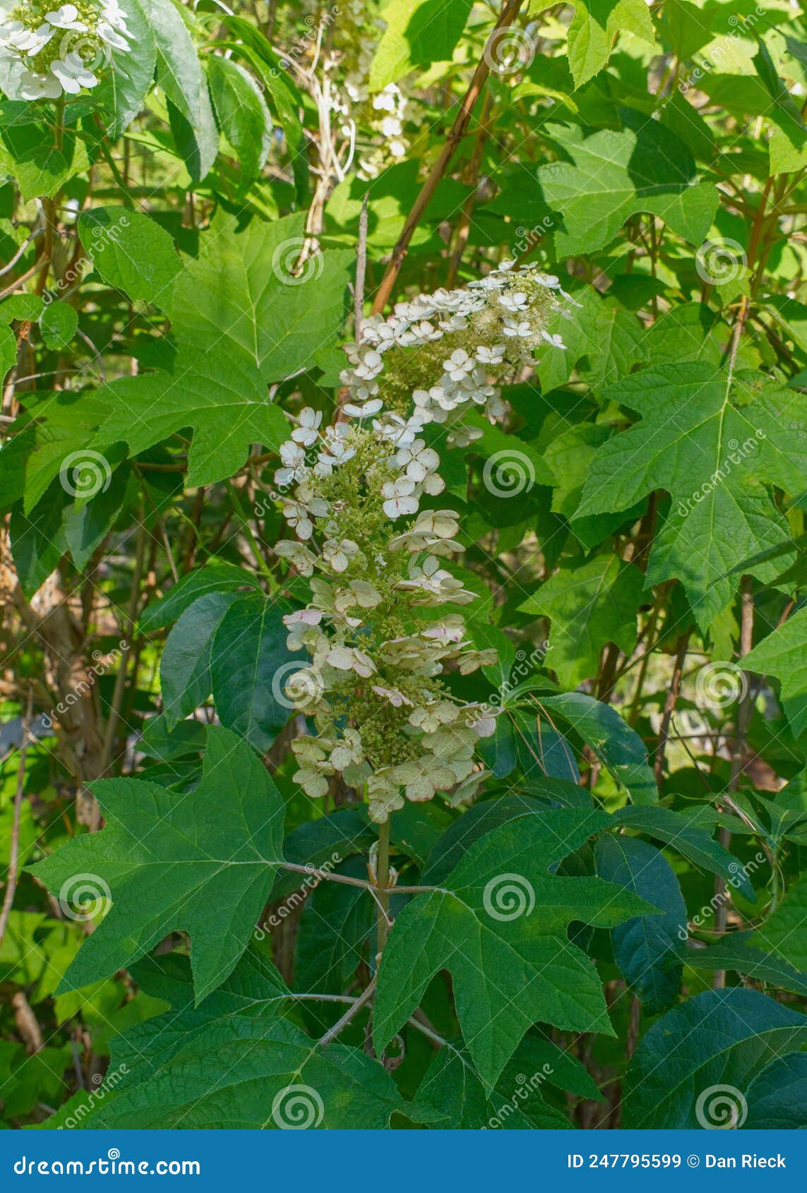 Oak Leaf Hydrangea - Hydrangea Quercifolia - Flower Blooms Blossoms in Early Summer in North ...