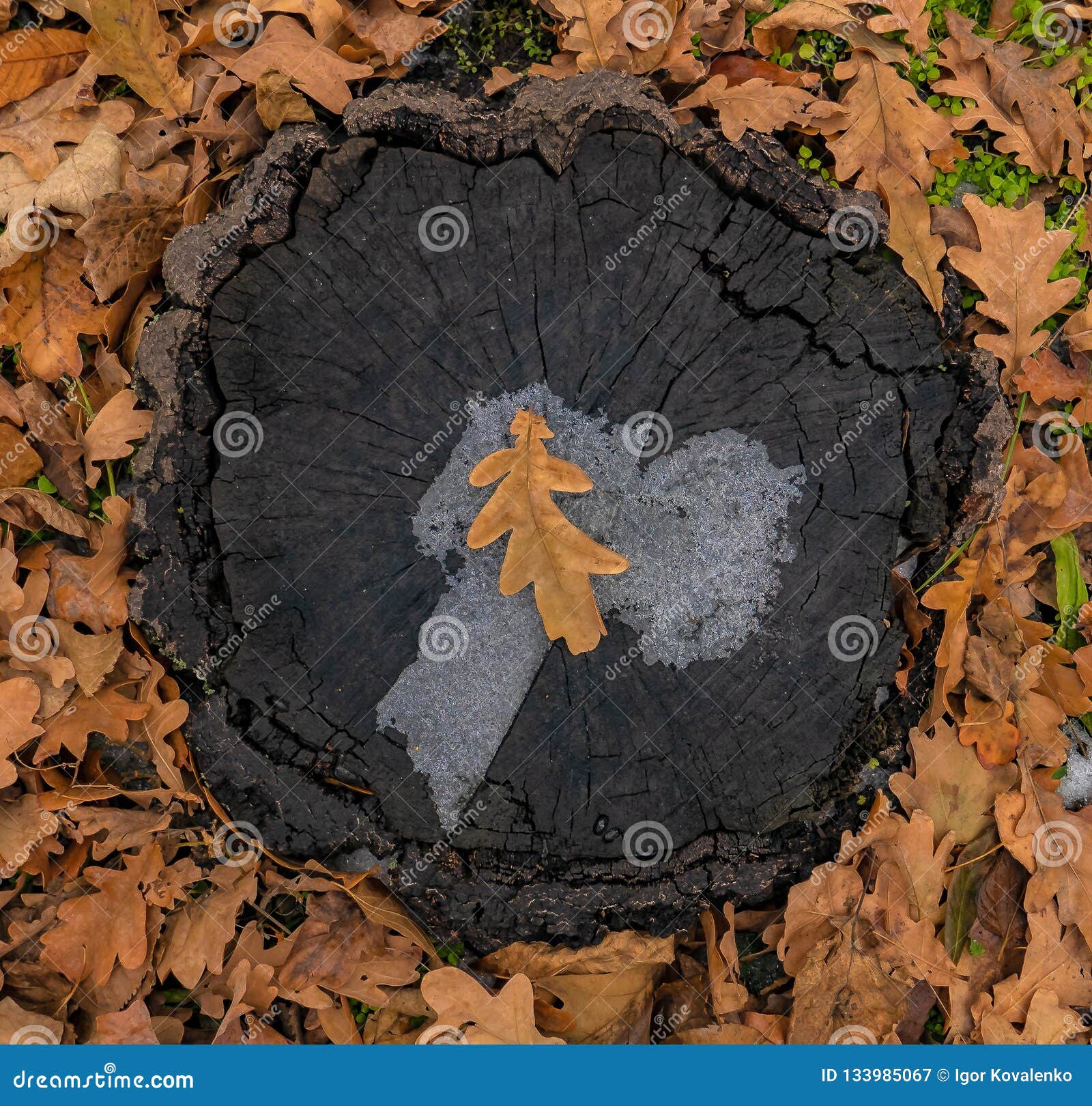 Oak Leaf Lying on the Stump in the Fall Stock Image - Image of mans ...