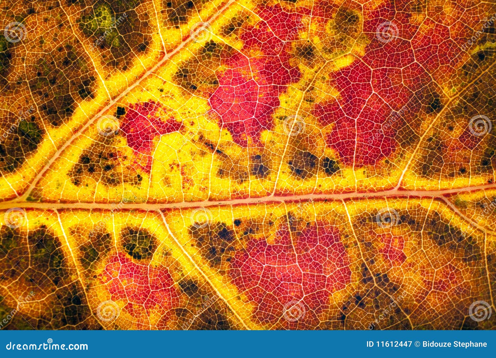 Oak leaf macro stock image. Image of macro, colorful - 11612447