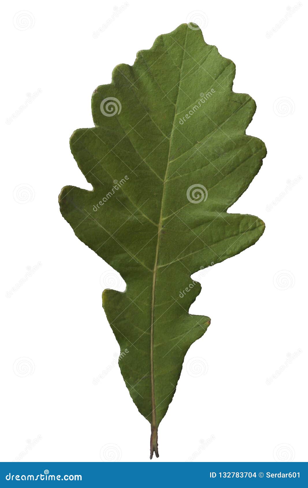 Oak leaf stock photo. Image of nature, leaf, summer - 132783704