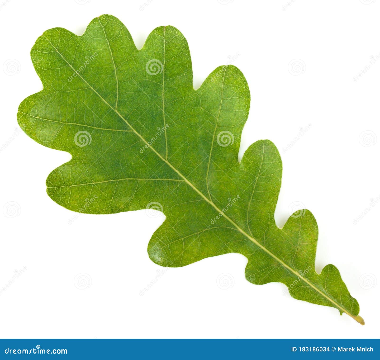 Oak leaf Quercus robur stock photo. Image of isolated - 183186034