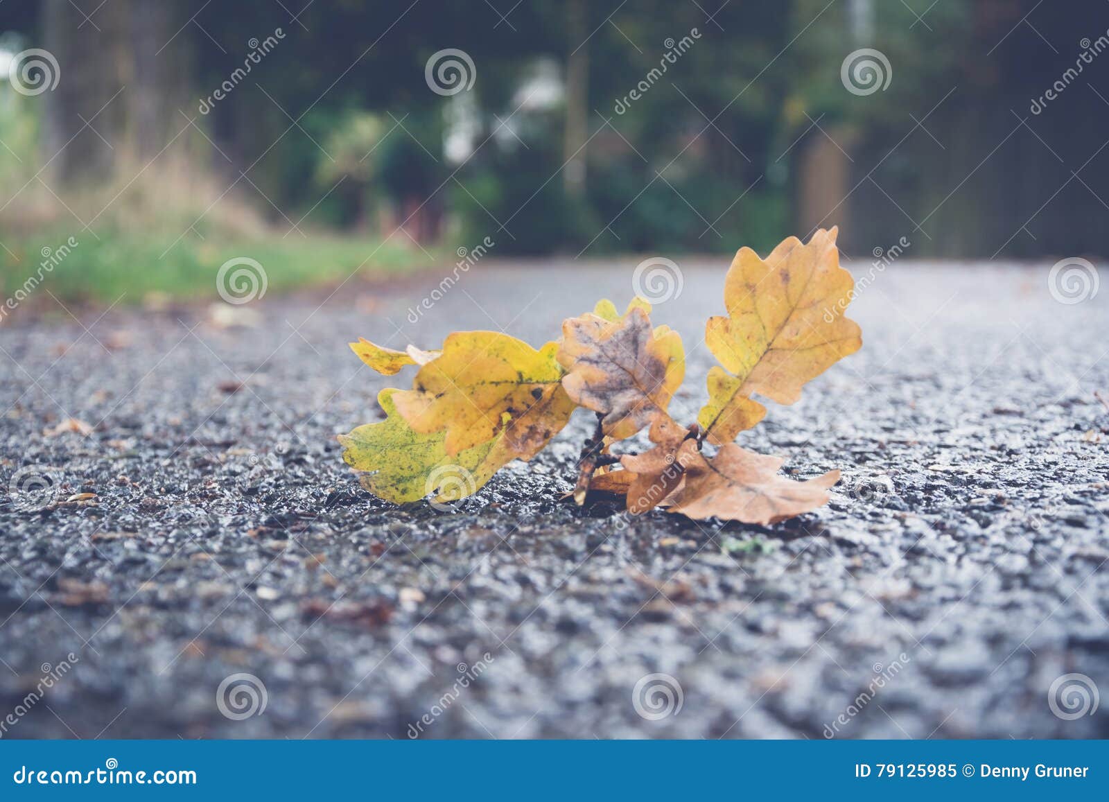 Oak leaf on a road stock image. Image of leaf, autumn - 79125985