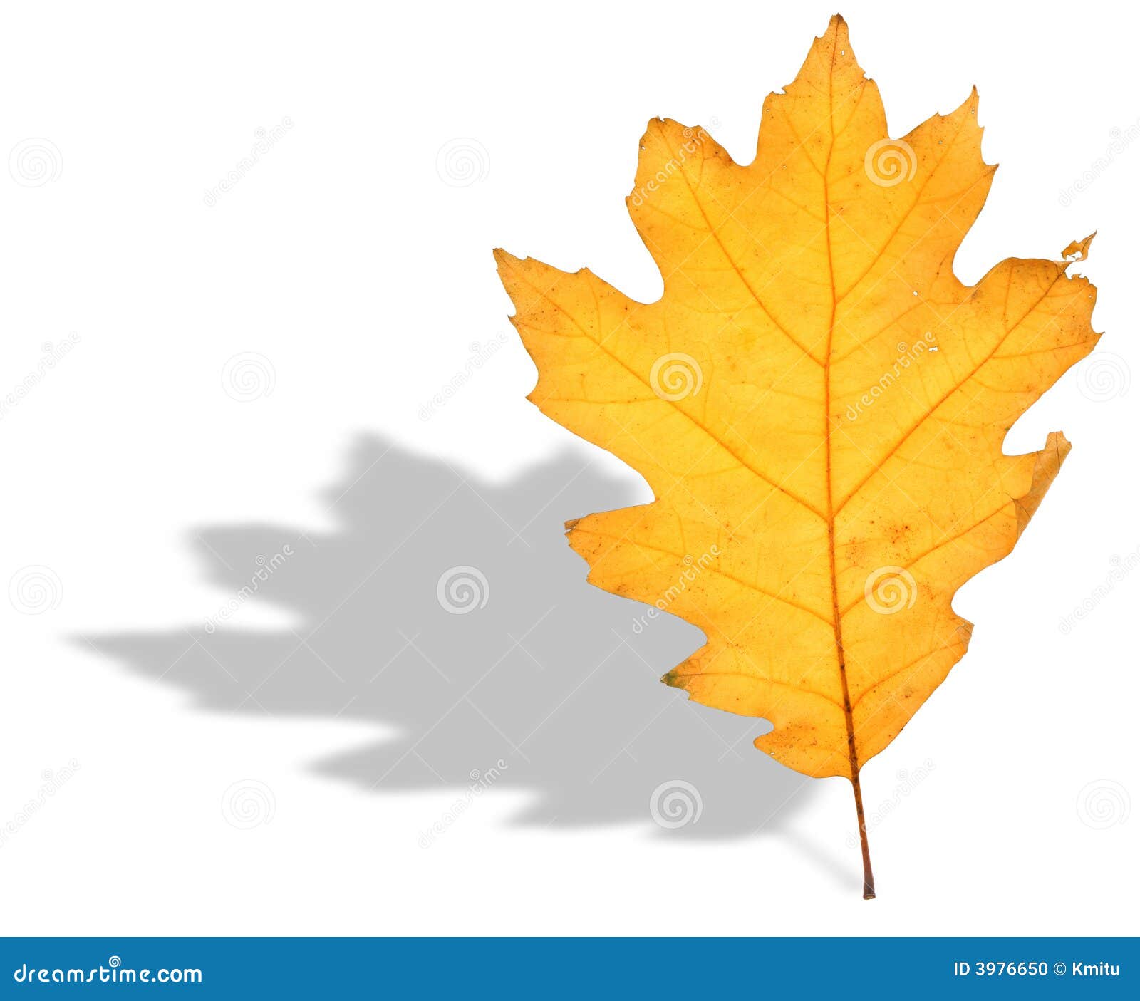 Oak leaf and shadow stock photo. Image of studio, detail - 3976650