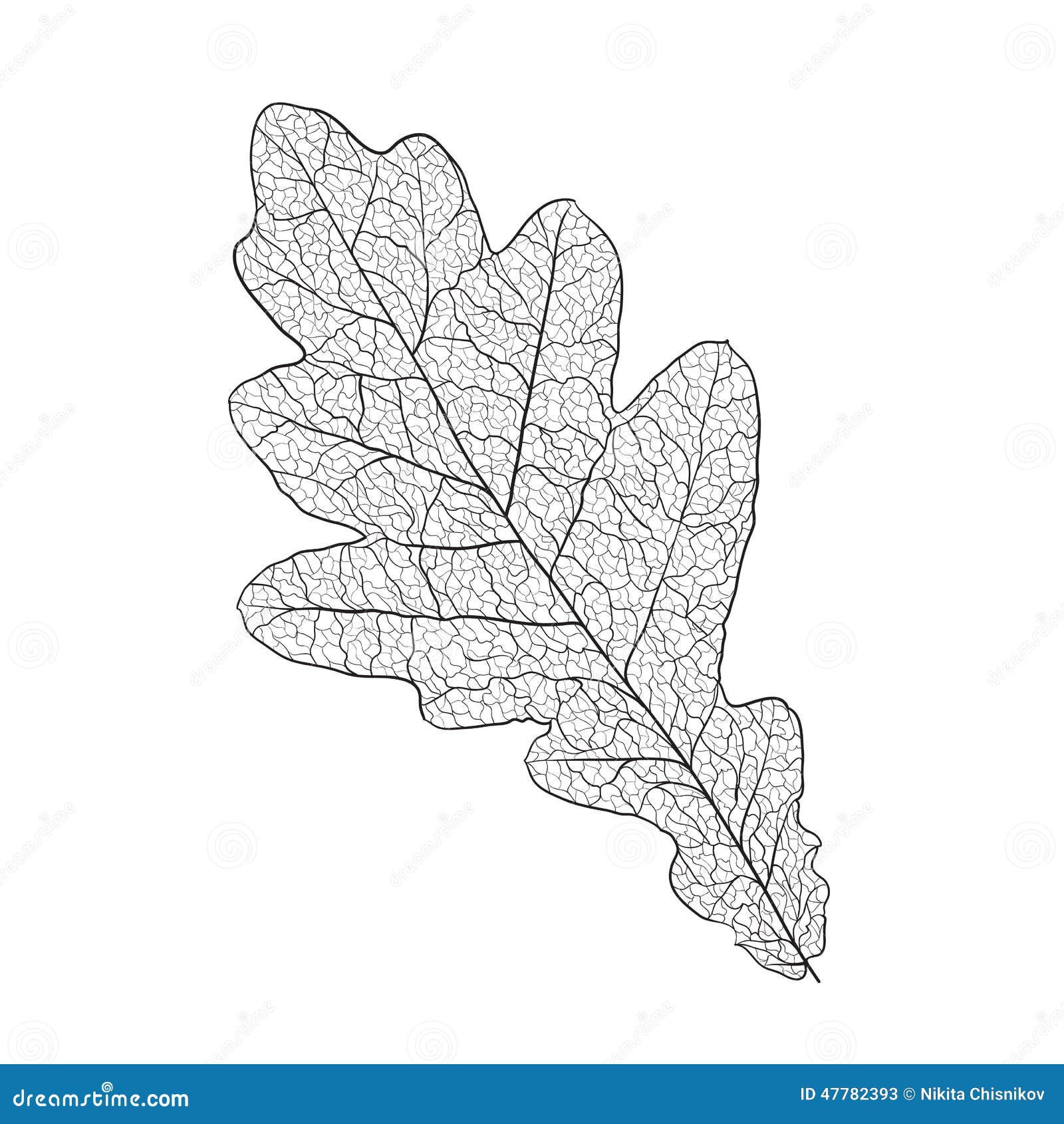 Oak leaf skeleton stock vector. Illustration of tree - 47782393