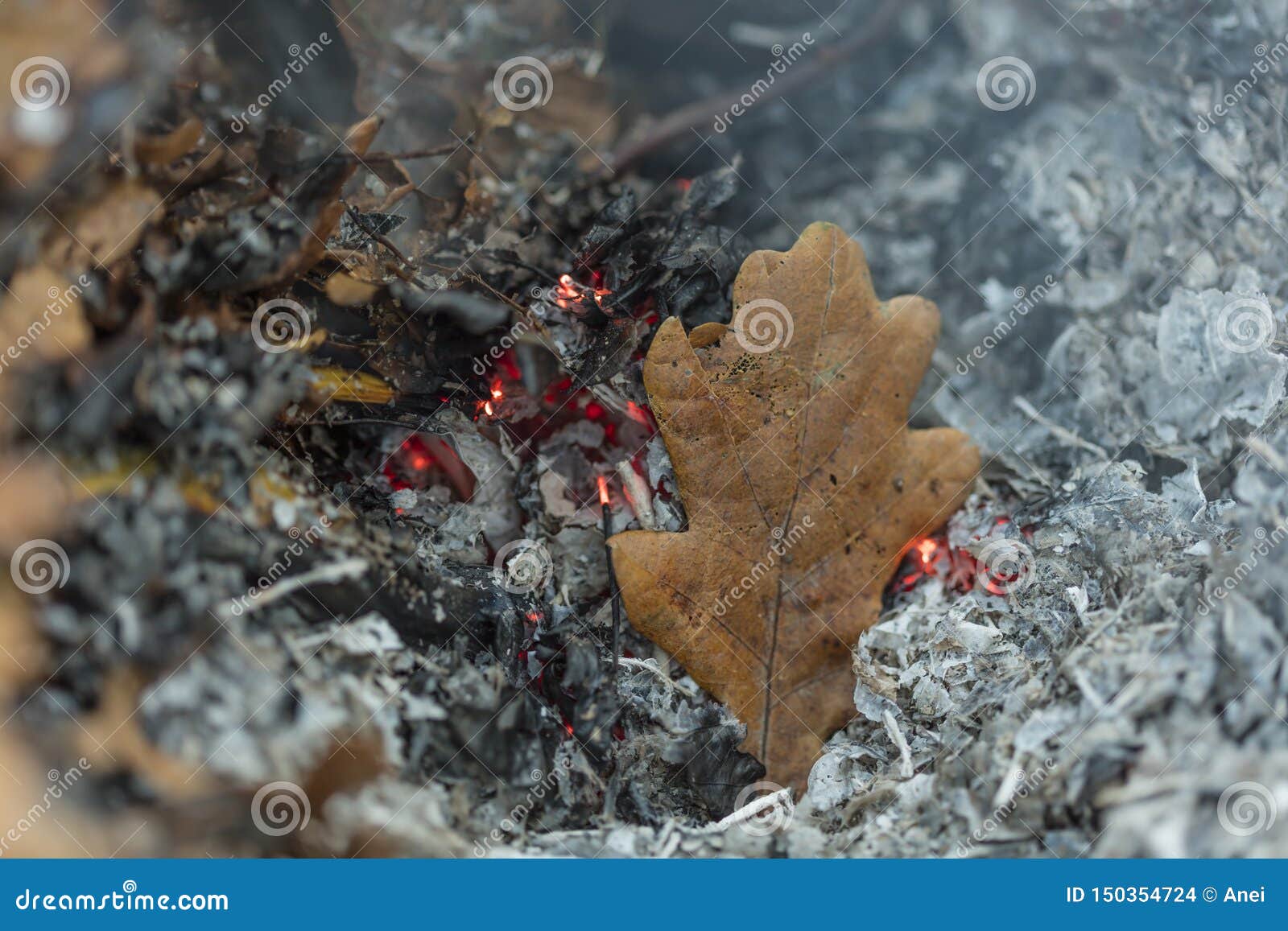 An Oak Leaf Slowling Burning in a Pile of Brown Leaves and Hot Ashes ...