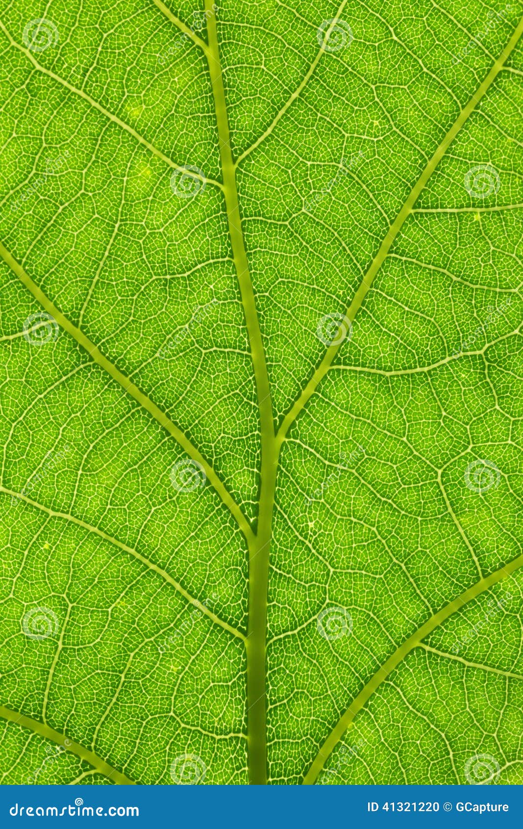 Oak leaf structure closeup stock photo. Image of structure - 41321220