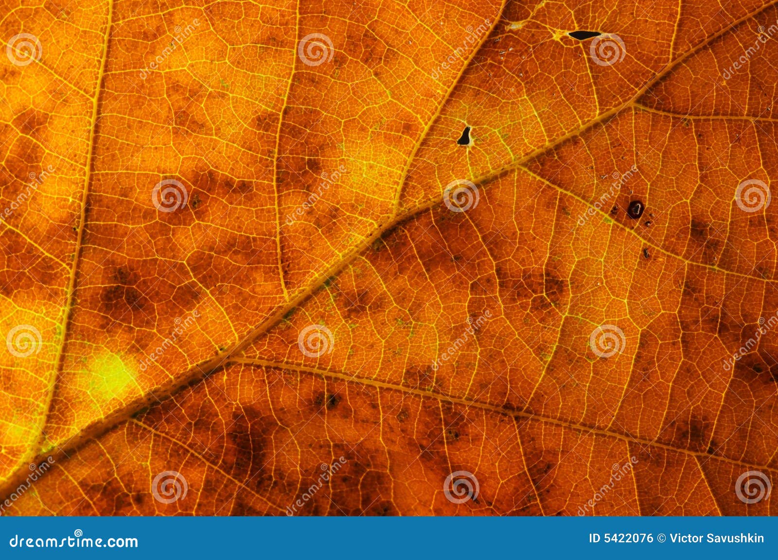 Oak leaf texture stock photo. Image of brown, foliage - 5422076