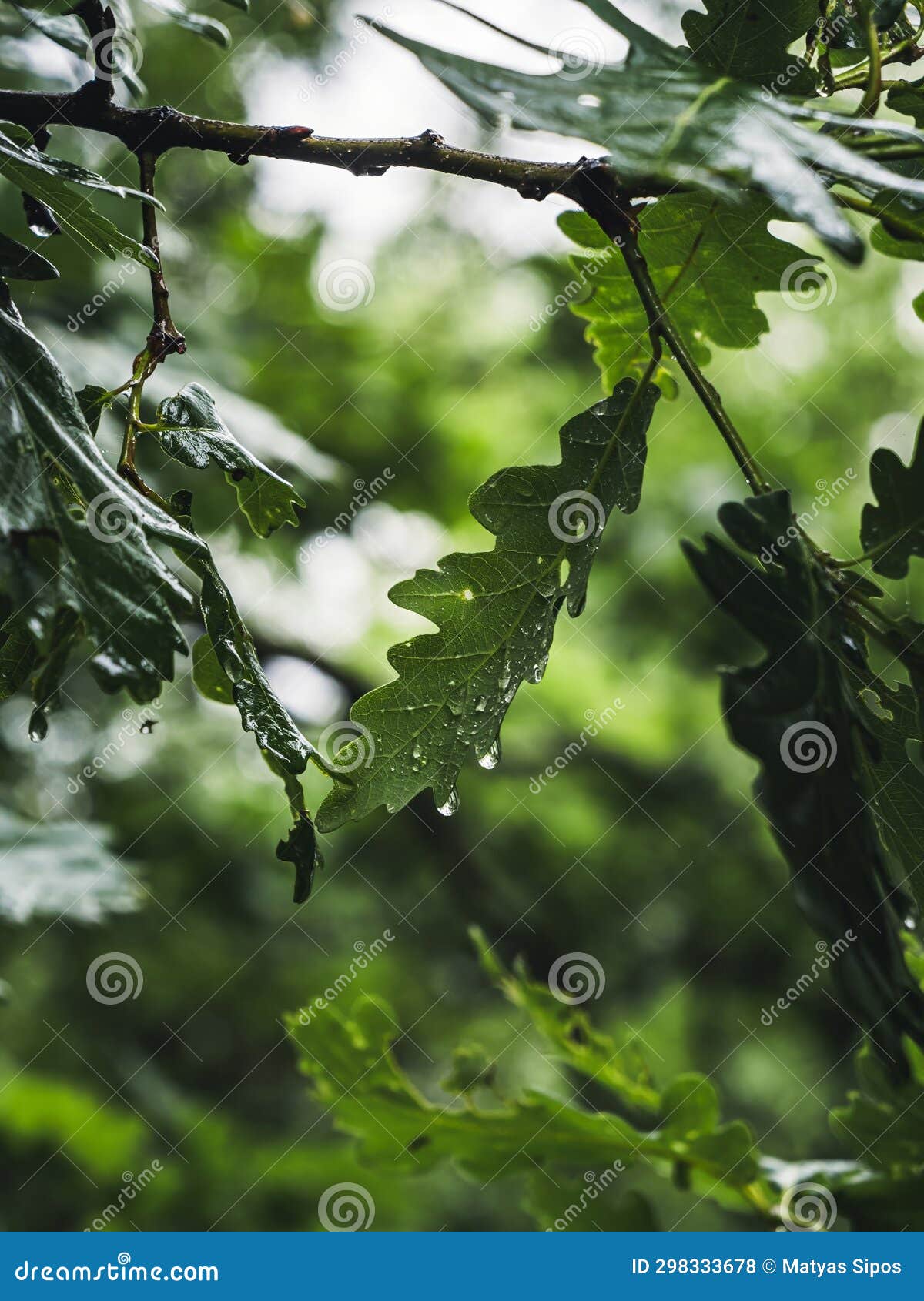 Oak Leaf on a Tree after Rain, Water Droplets on the Leaf Stock Photo ...