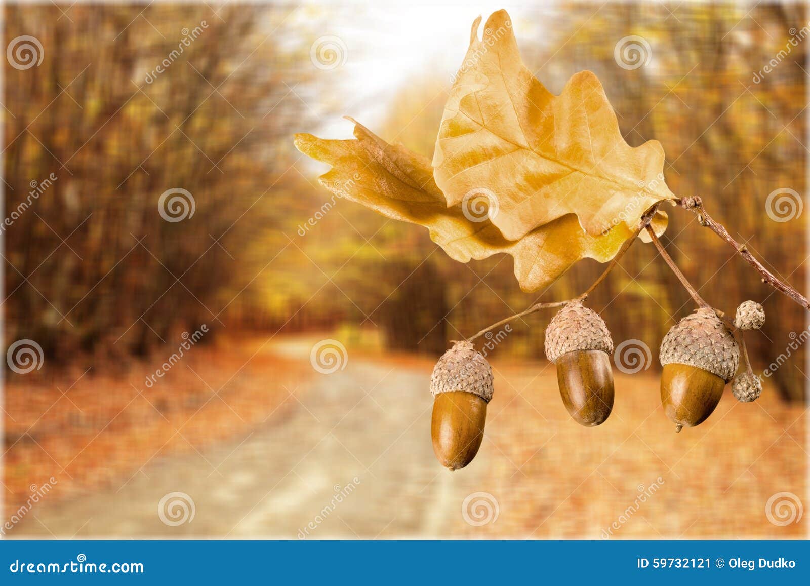 Oak leafs stock image. Image of seed, food, tree, reproduce - 59732121