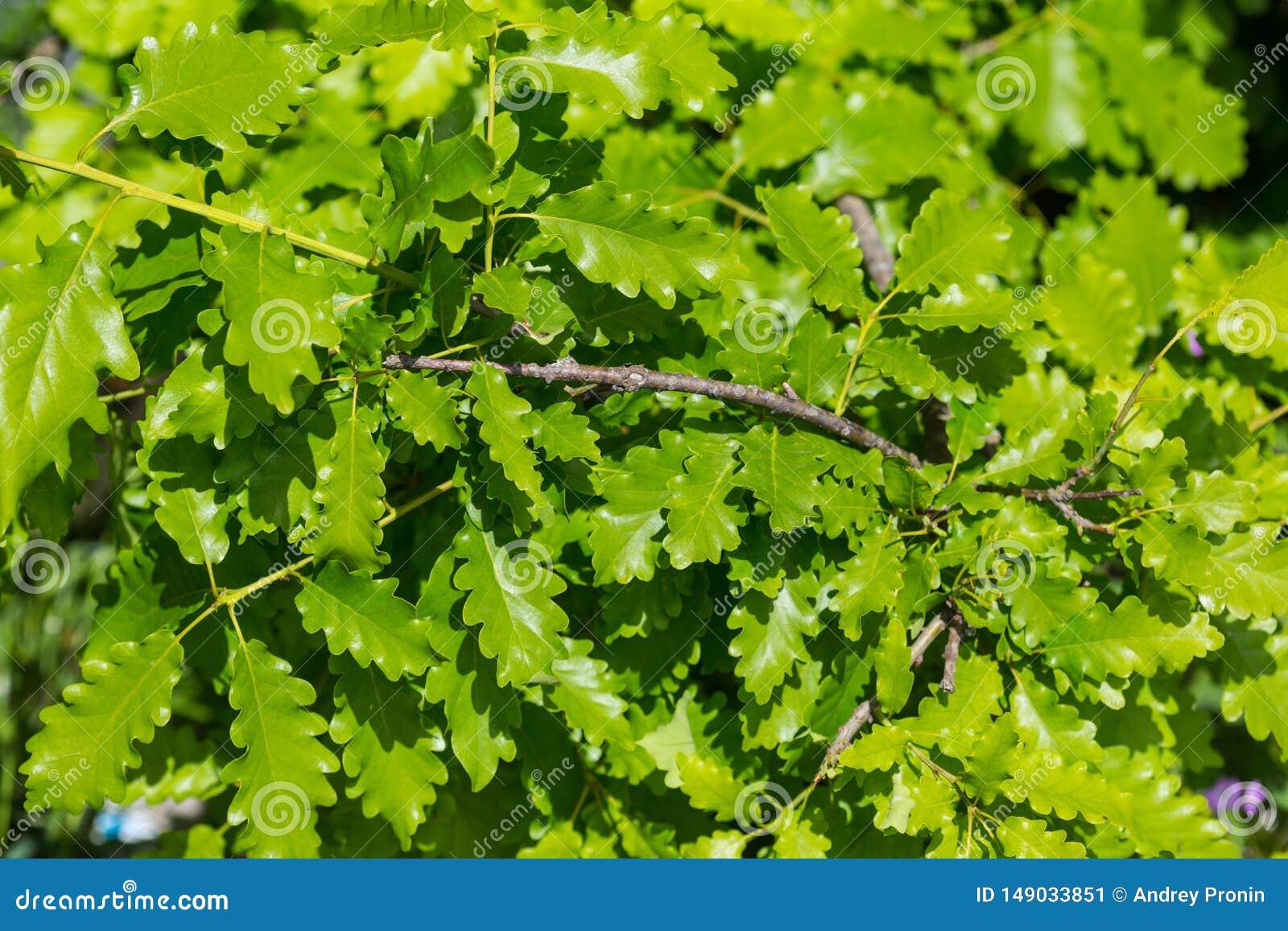 Oak Leafs. Spring Oak Leafs in Bright Sunlight Stock Image - Image of ...