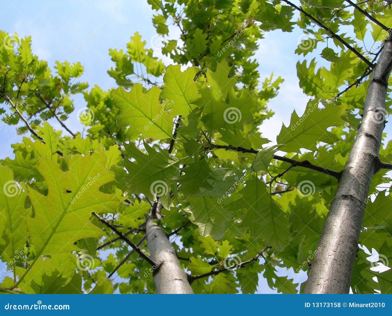 Oak leaves stock photo. Image of live, leaf, green, tree - 13173158