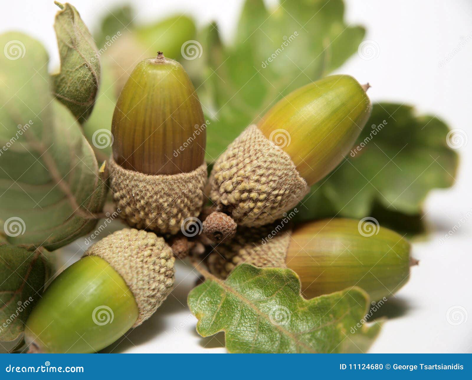 A Cluster Of Acorns Royalty-Free Stock Photo | CartoonDealer.com #127052217