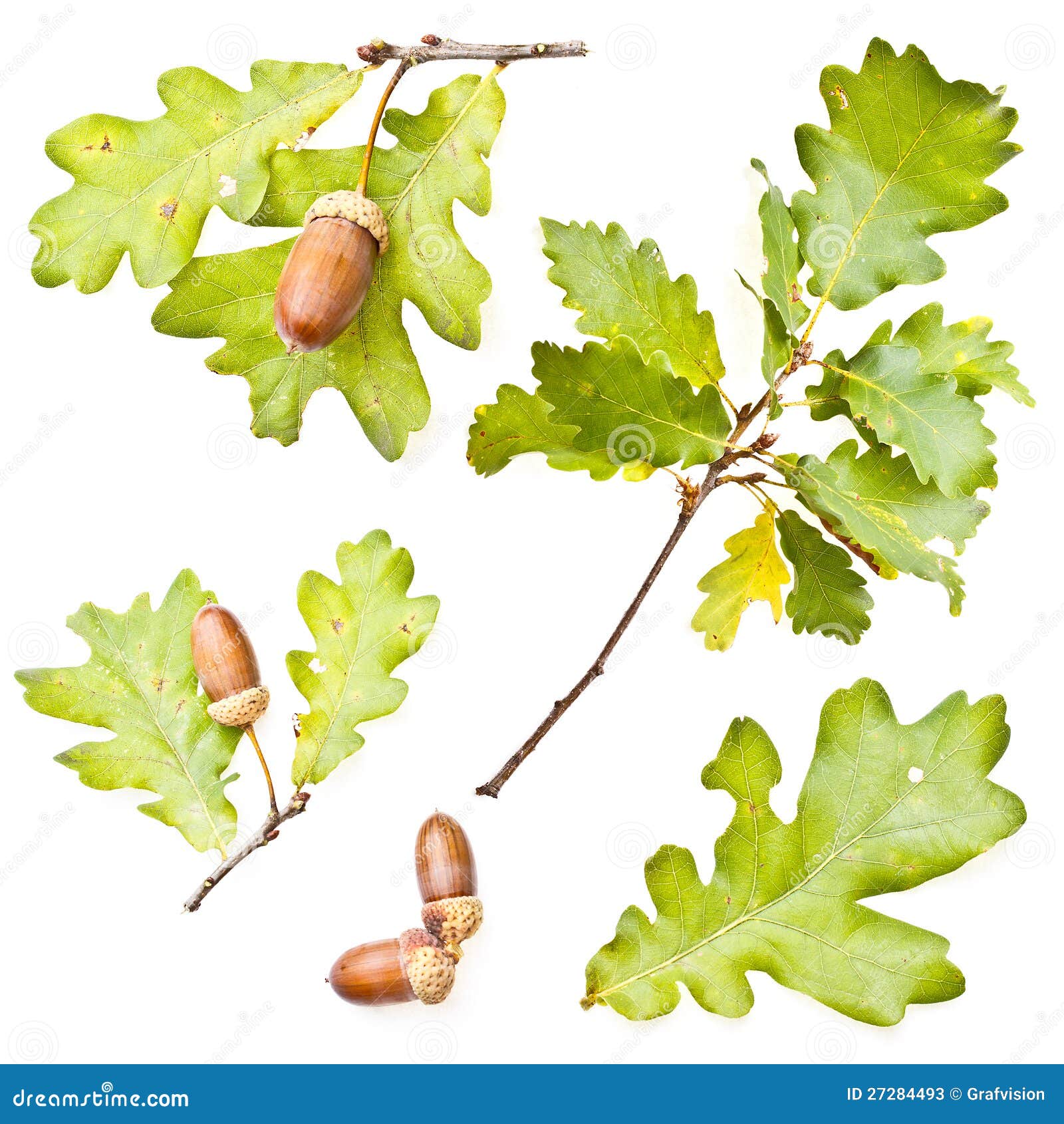 Oak leaves and acorns stock image. Image of white, fruit - 27284493