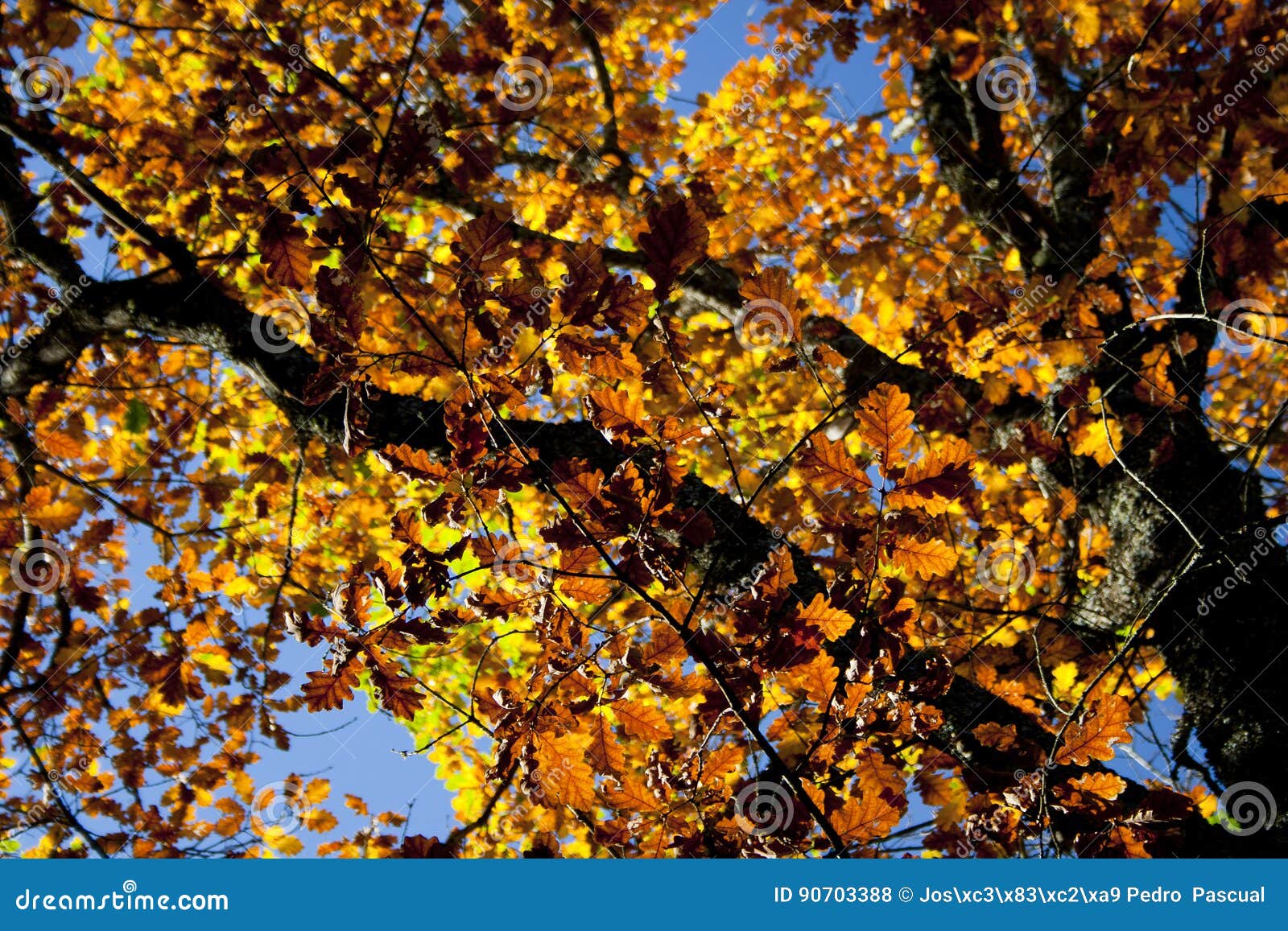 Oak leaves in autumn stock photo. Image of environment - 90703388