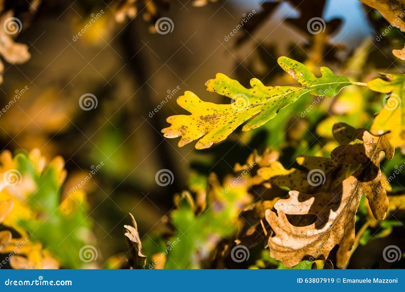 Oak Leaves in Autumn in Italy Stock Image - Image of scene, tree: 63807919